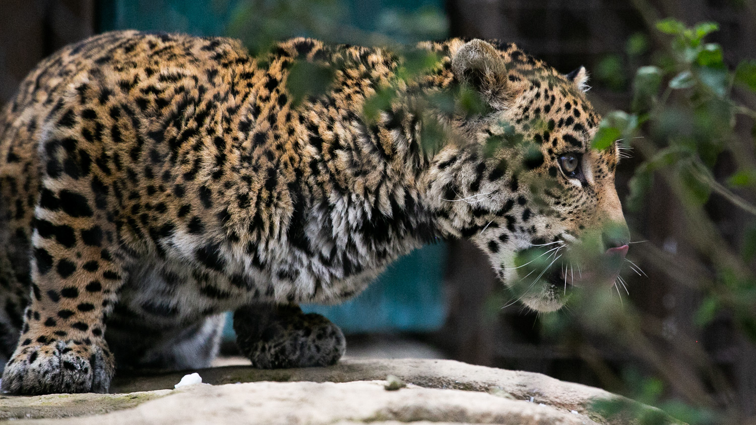 OC Zoo Welcomes New, Young Jaguar