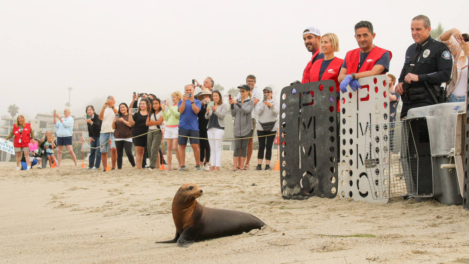 Toxic Algae is Stranding Sick and Aggressive Sea Lions on OC Shores