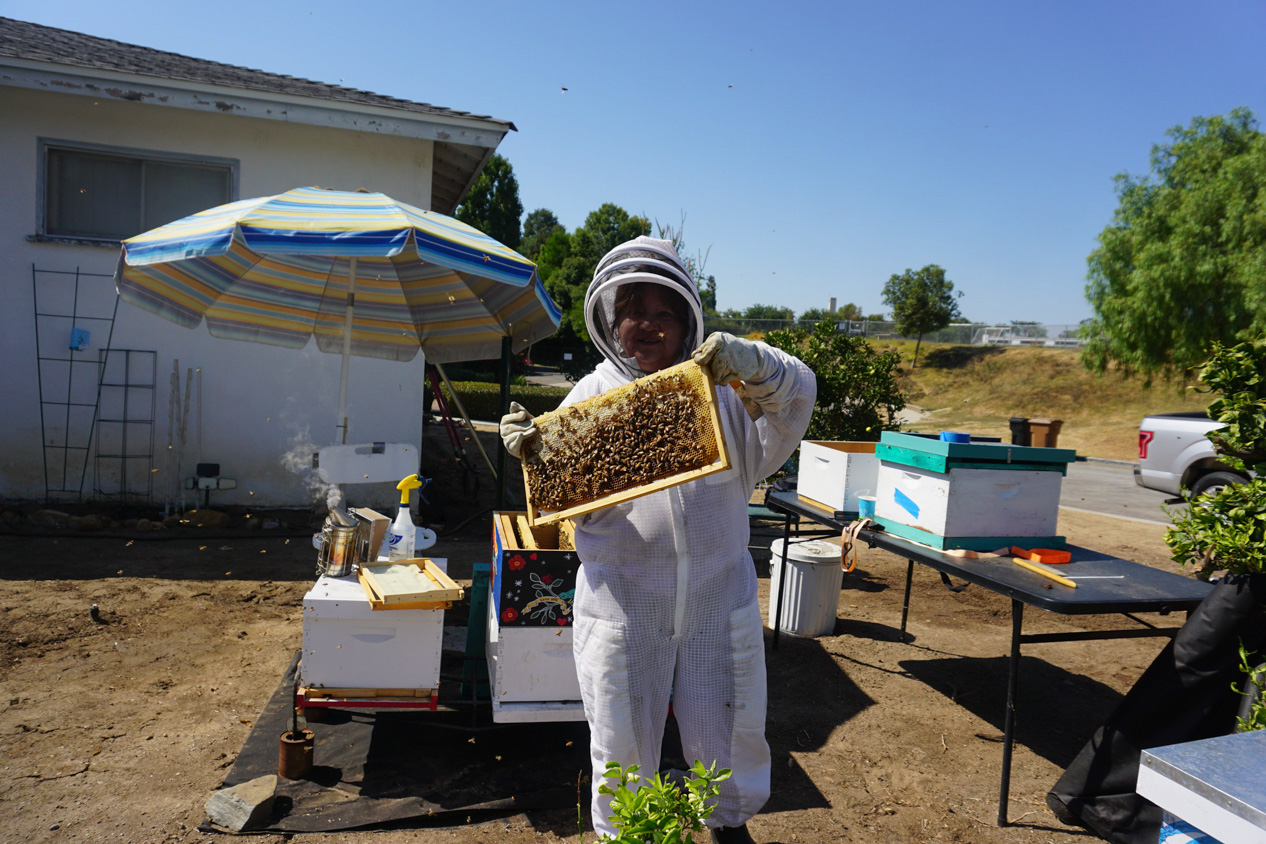 Costa Mesa Moves to Allow Private Beehives